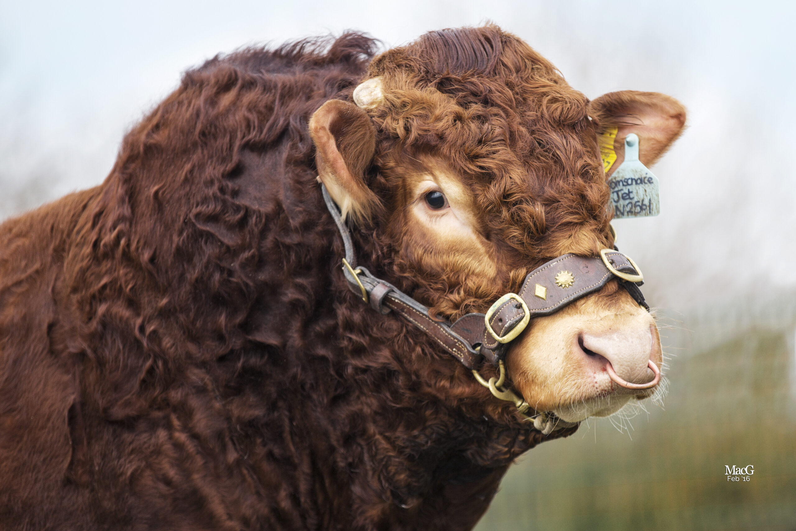 TOMSCHOICE JET · Eurogene